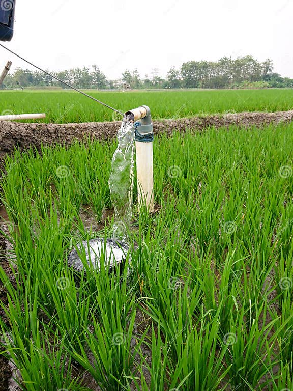 Irrigation of Rice Fields Using Pump Wells with the Technique of ...