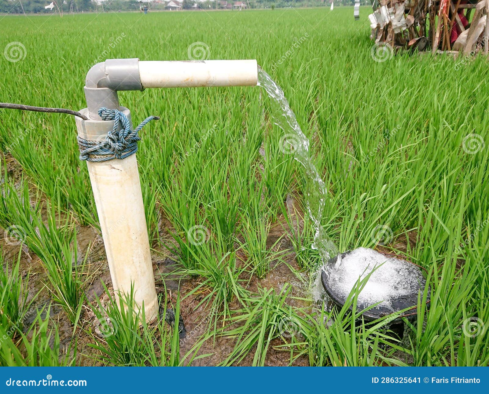 Irrigation of Rice Fields Using Pump Wells with the Technique of ...