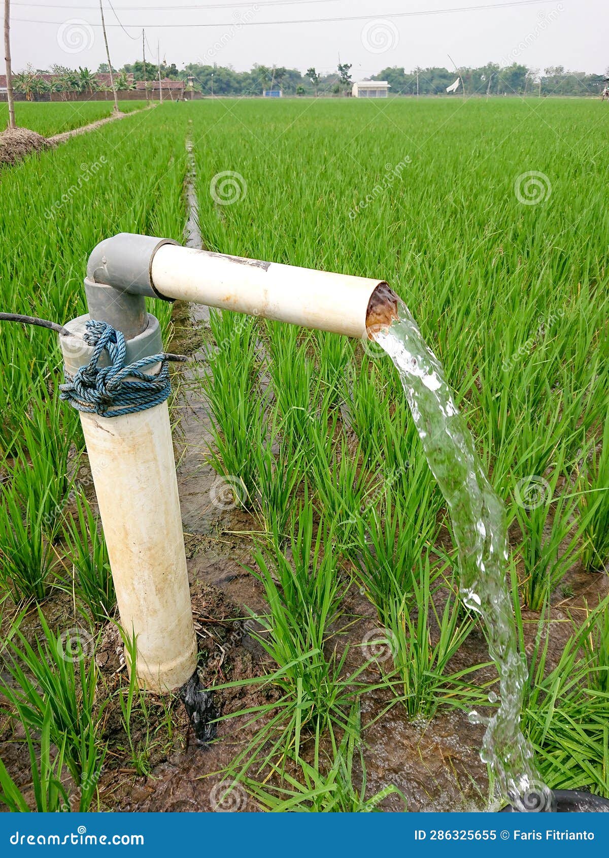 Irrigation of Rice Fields Using Pump Wells with the Technique of ...