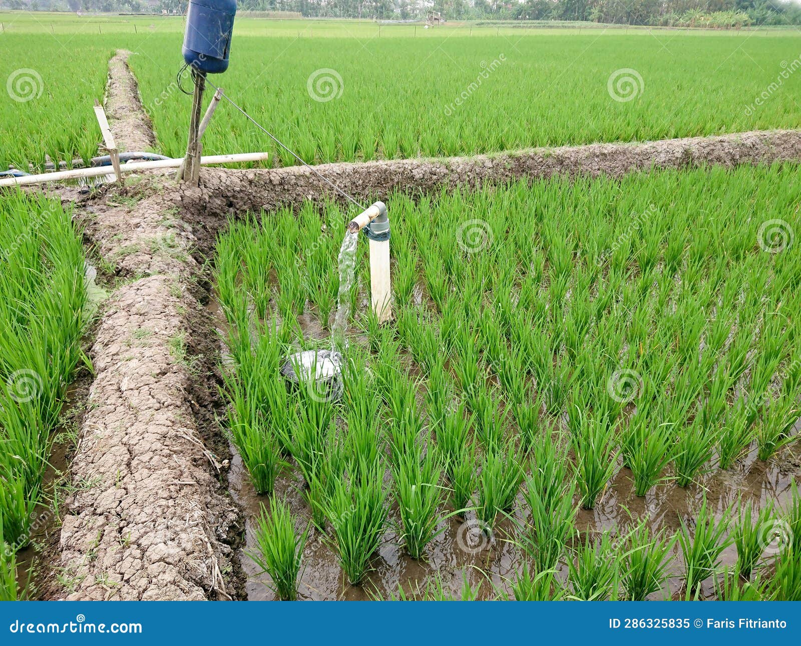 Irrigation of Rice Fields Using Pump Wells with the Technique of ...