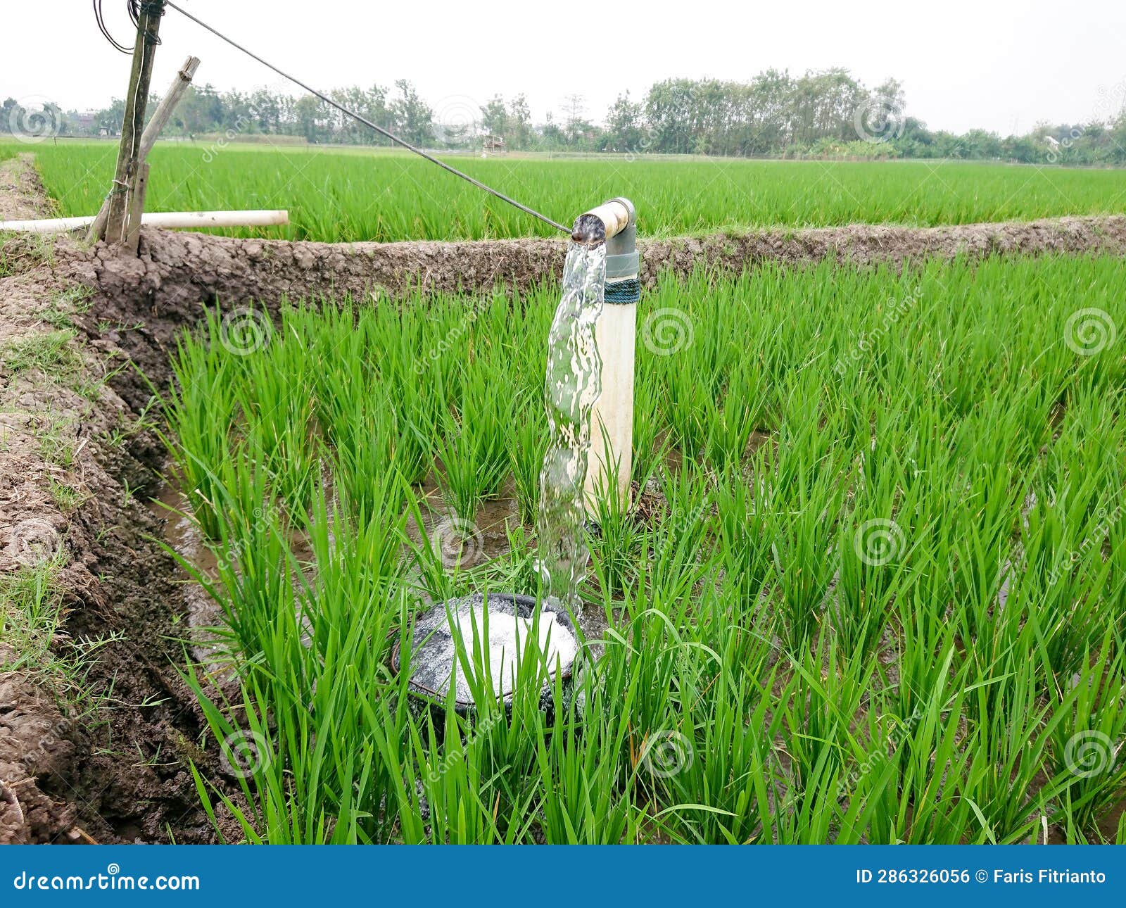 Irrigation of Rice Fields Using Pump Wells with the Technique of ...