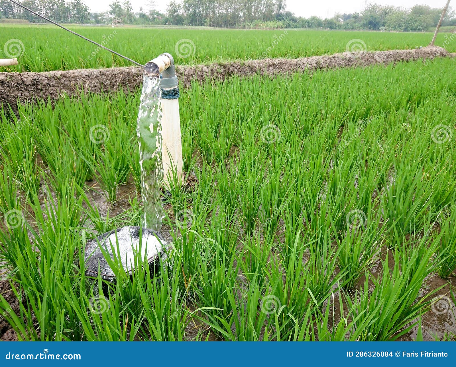 Irrigation of Rice Fields Using Pump Wells with the Technique of ...
