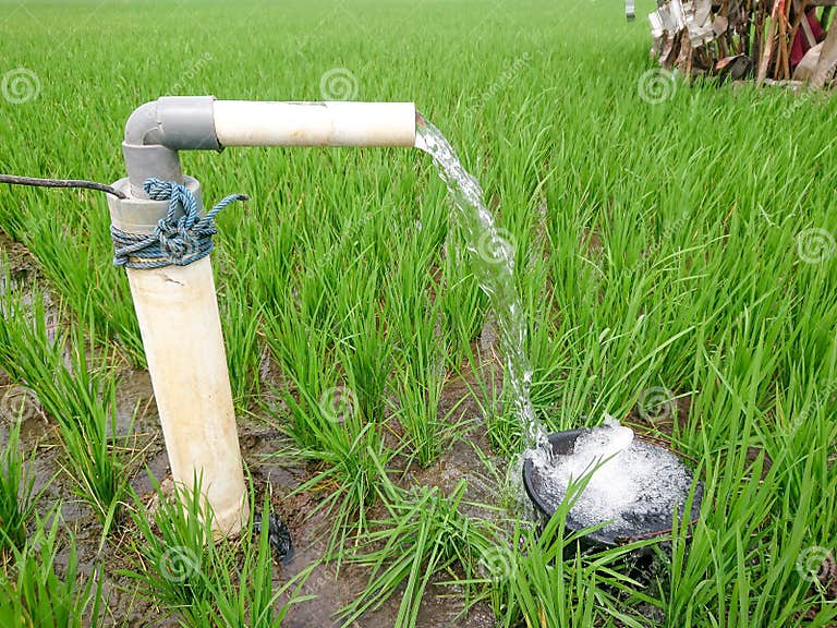 Irrigation of Rice Fields Using Pump Wells with the Technique of ...