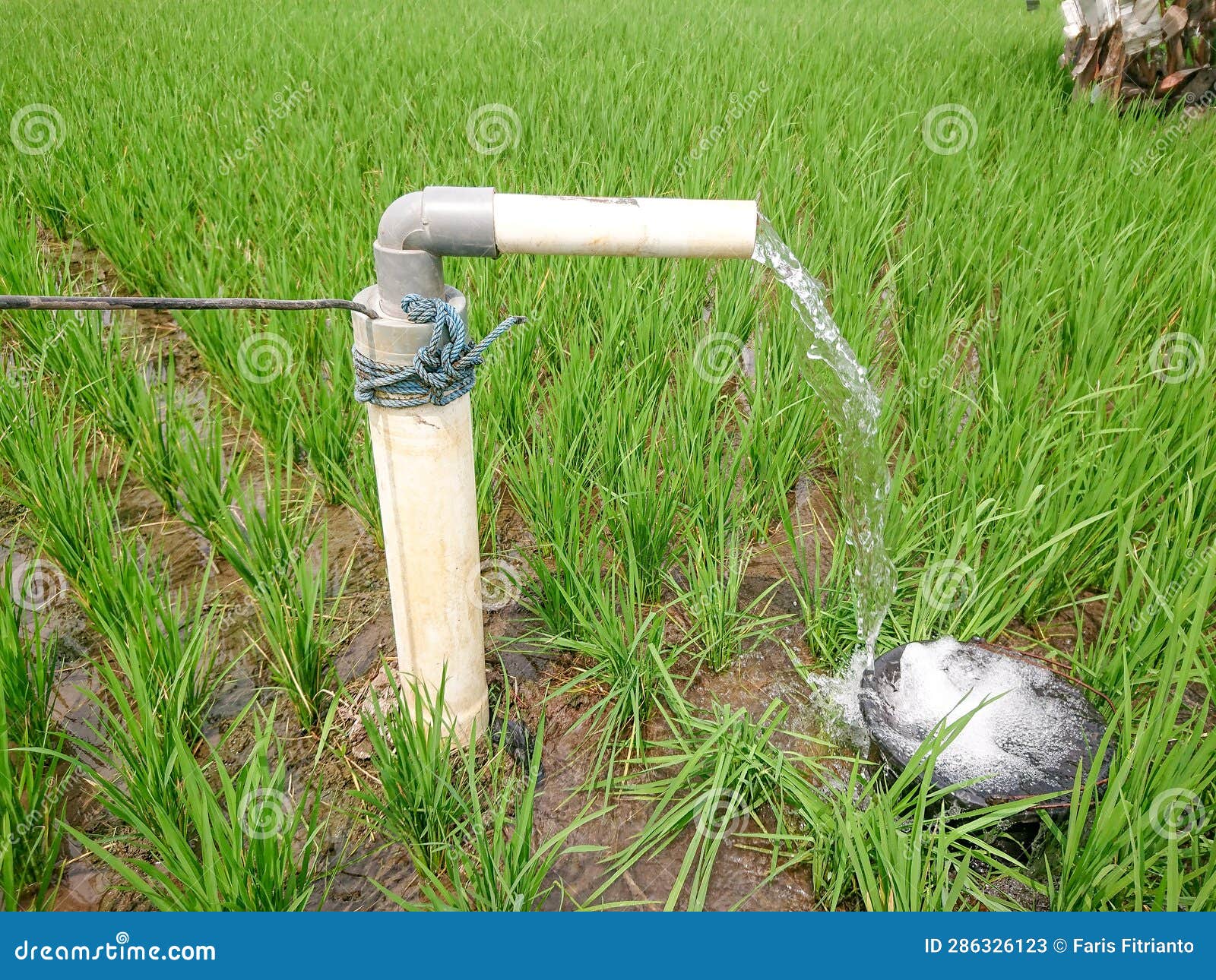 Irrigation of Rice Fields Using Pump Wells with the Technique of ...