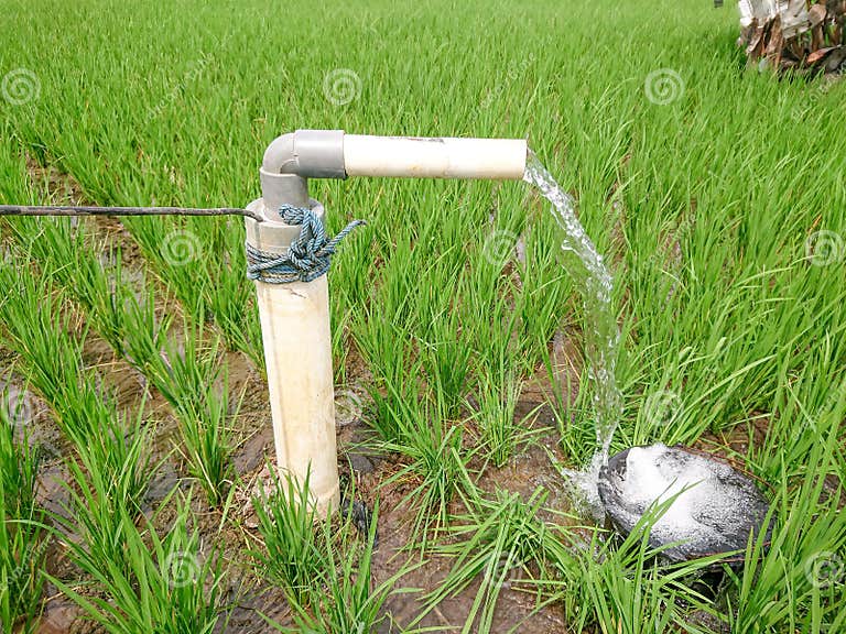 Irrigation of Rice Fields Using Pump Wells with the Technique of ...