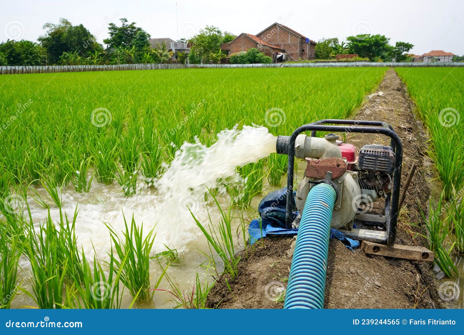 Irrigation of Rice Fields Using Pump Wells with the Technique of ...
