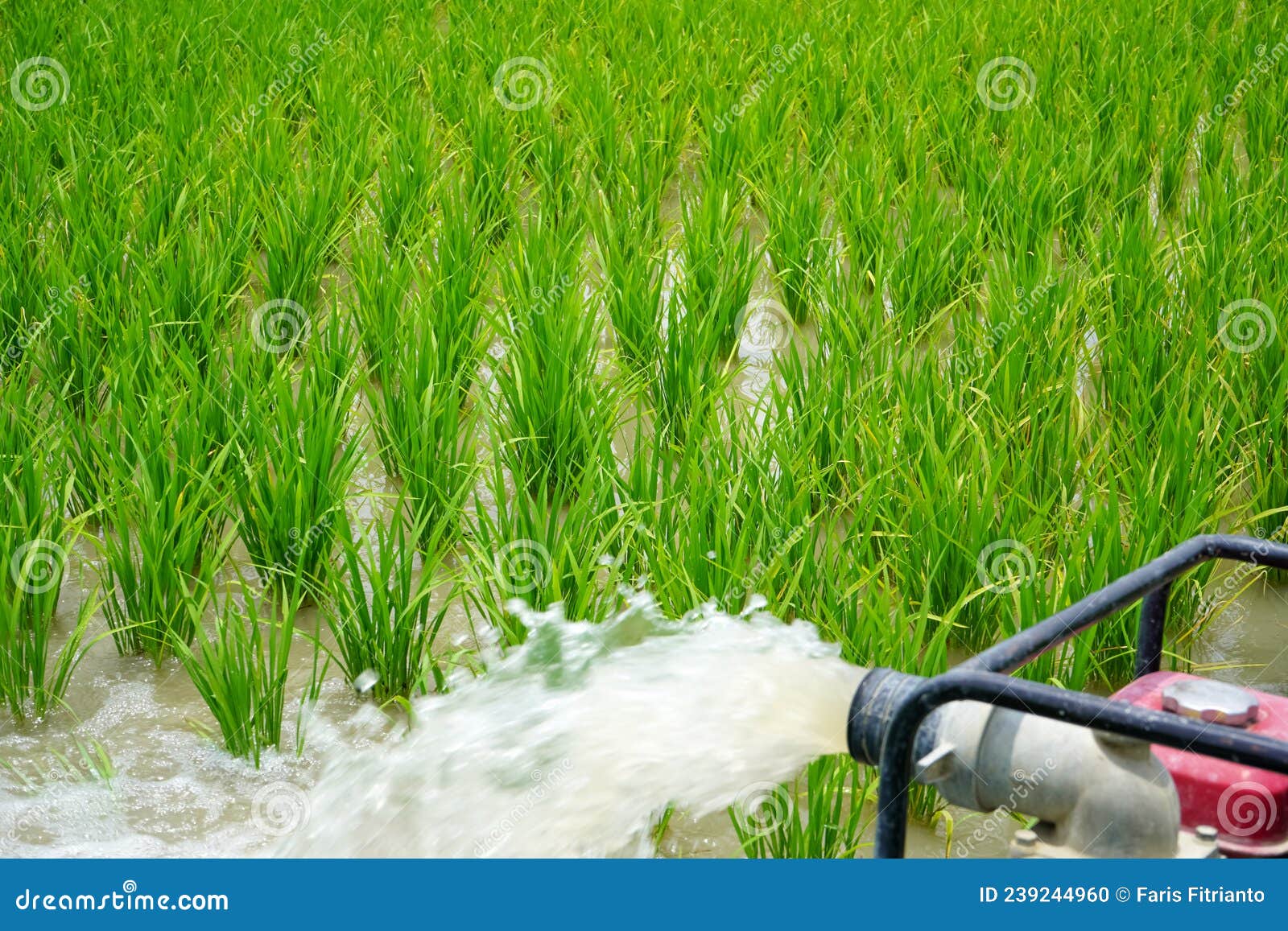 Irrigation of Rice Fields Using Pump Wells with the Technique of ...