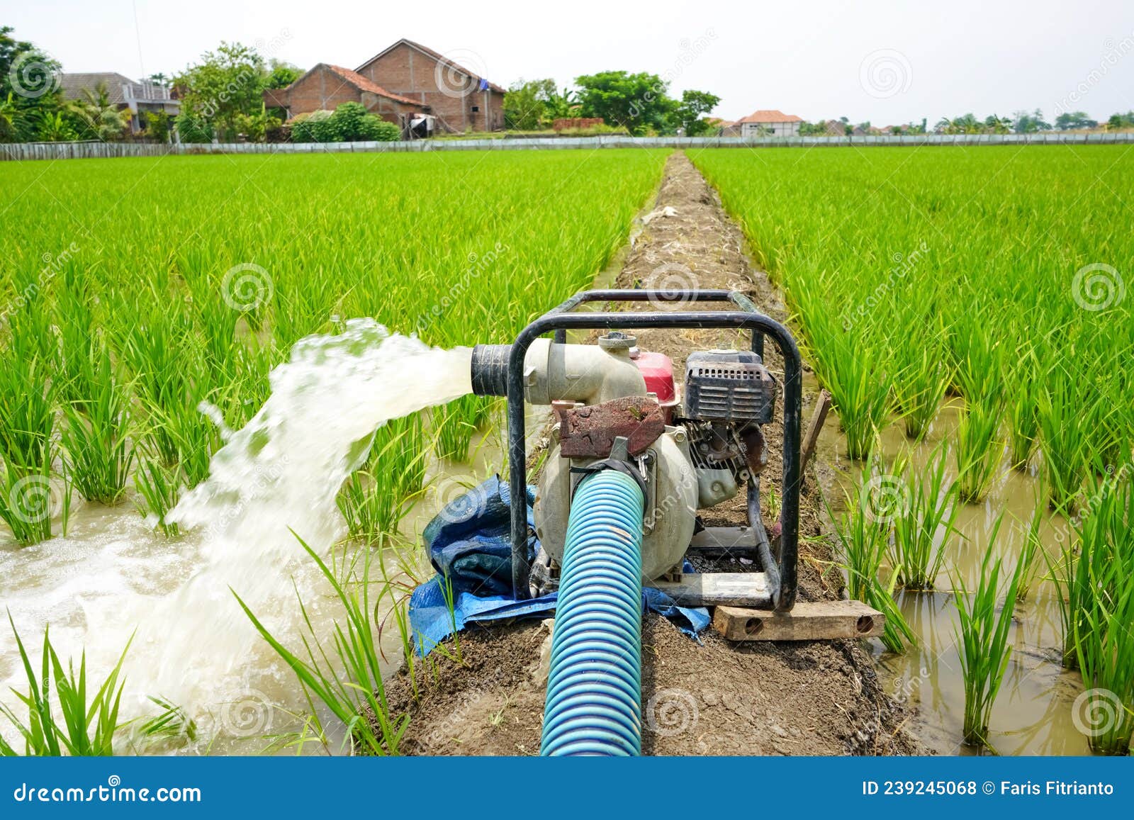 Irrigation of Rice Fields Using Pump Wells with the Technique of ...
