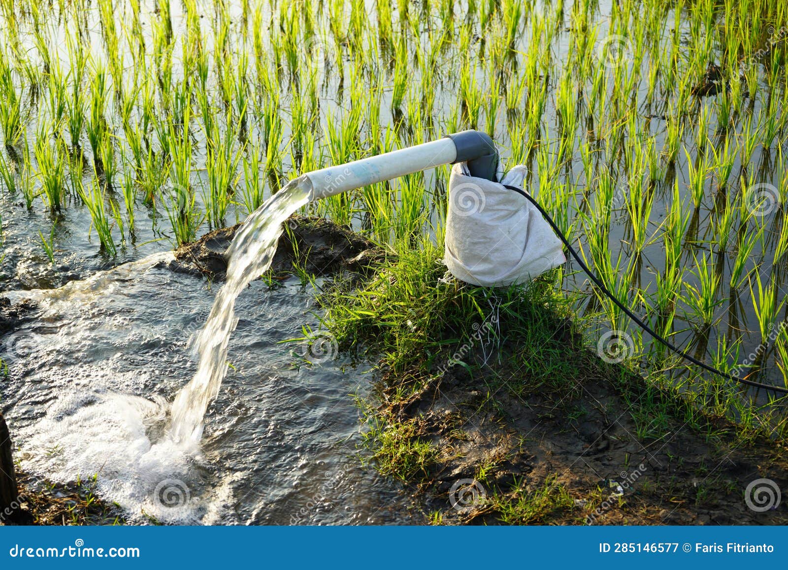 Irrigation of Rice Fields Using Pump. Stock Image - Image of ...