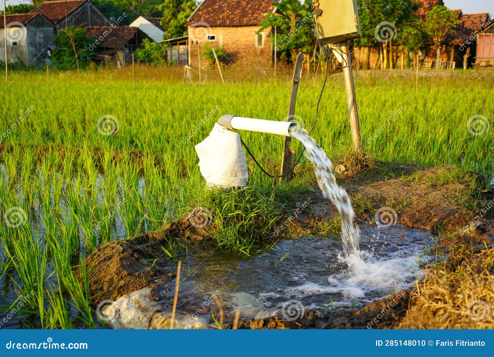Irrigation of Rice Fields Using Pump. Stock Photo - Image of field ...
