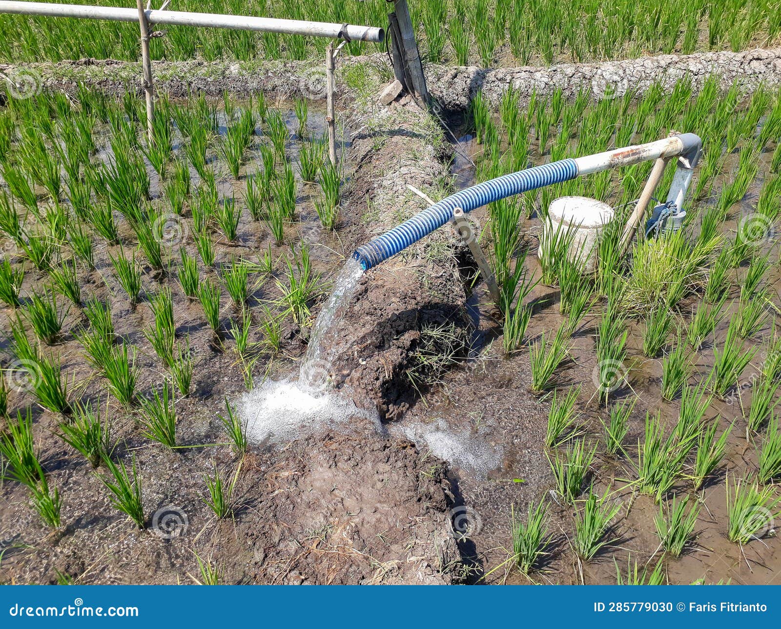 Irrigation of Rice Fields Using Pump Wells with the Technique of ...