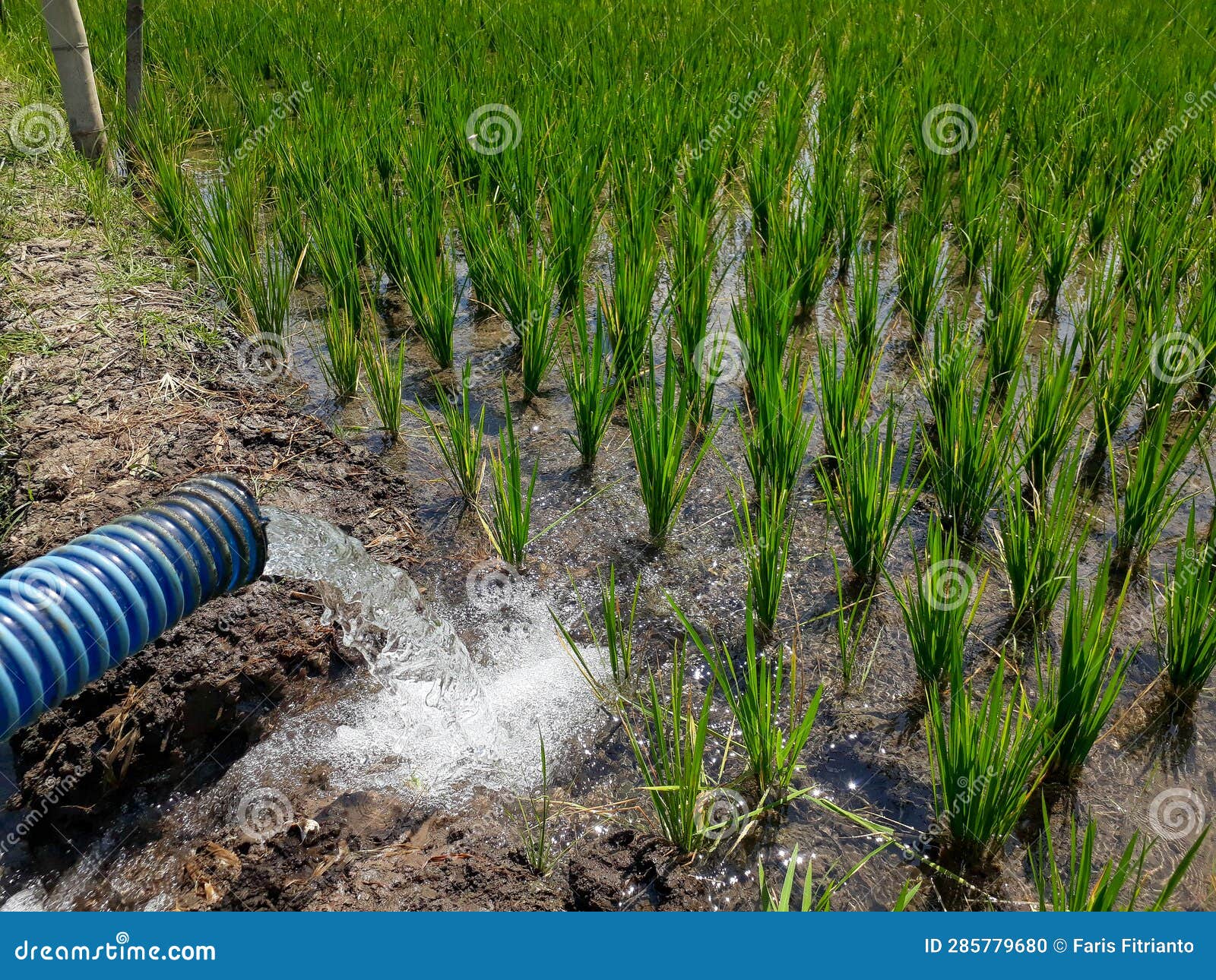 Irrigation of Rice Fields Using Pump Wells with the Technique of ...