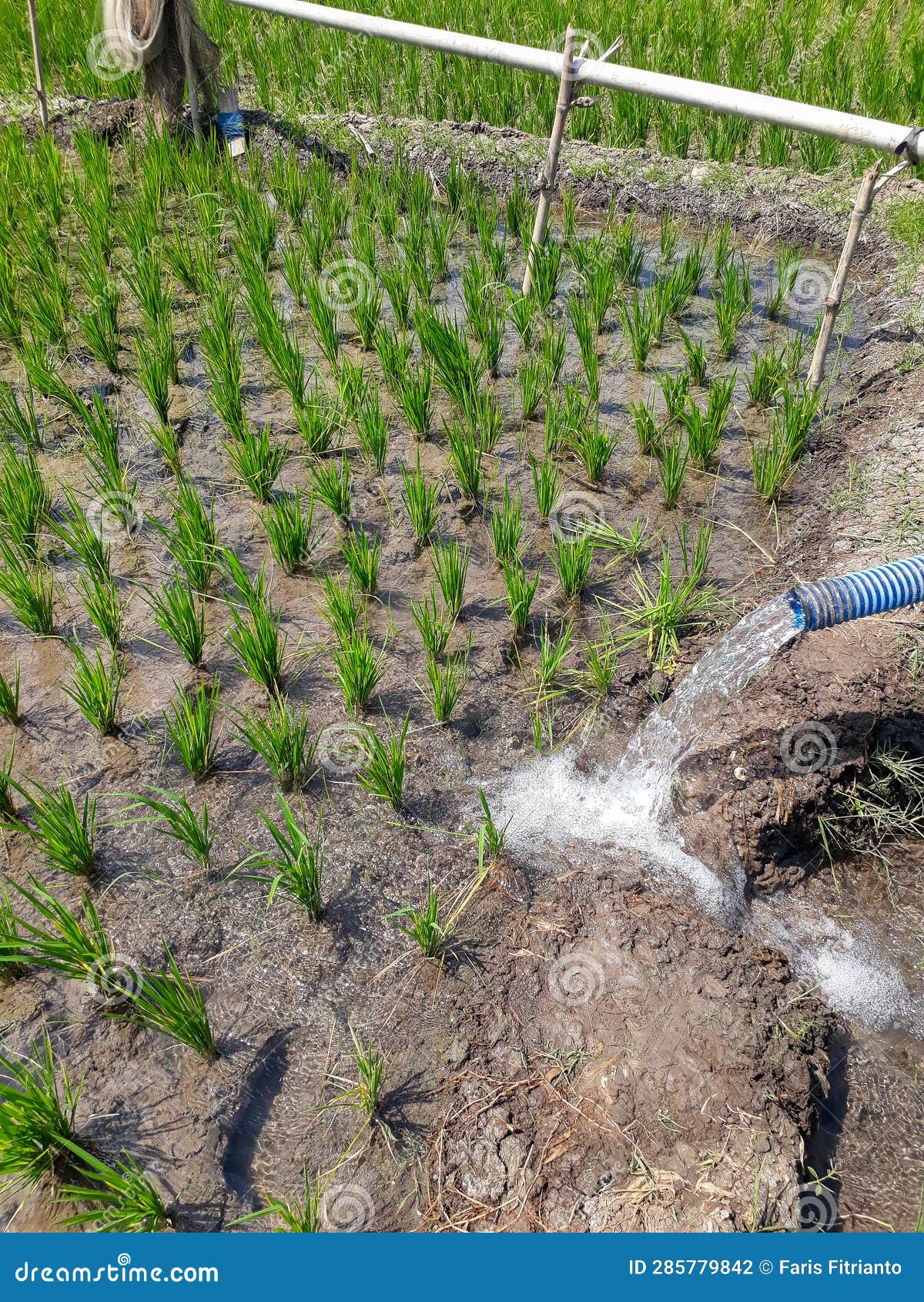 Irrigation of Rice Fields Using Pump Wells with the Technique of ...