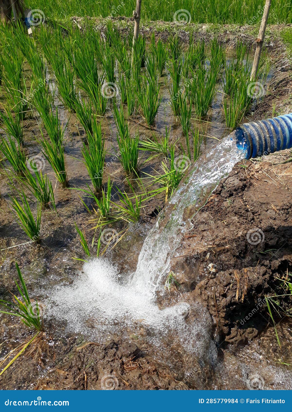 Irrigation of Rice Fields Using Pump Wells with the Technique of ...