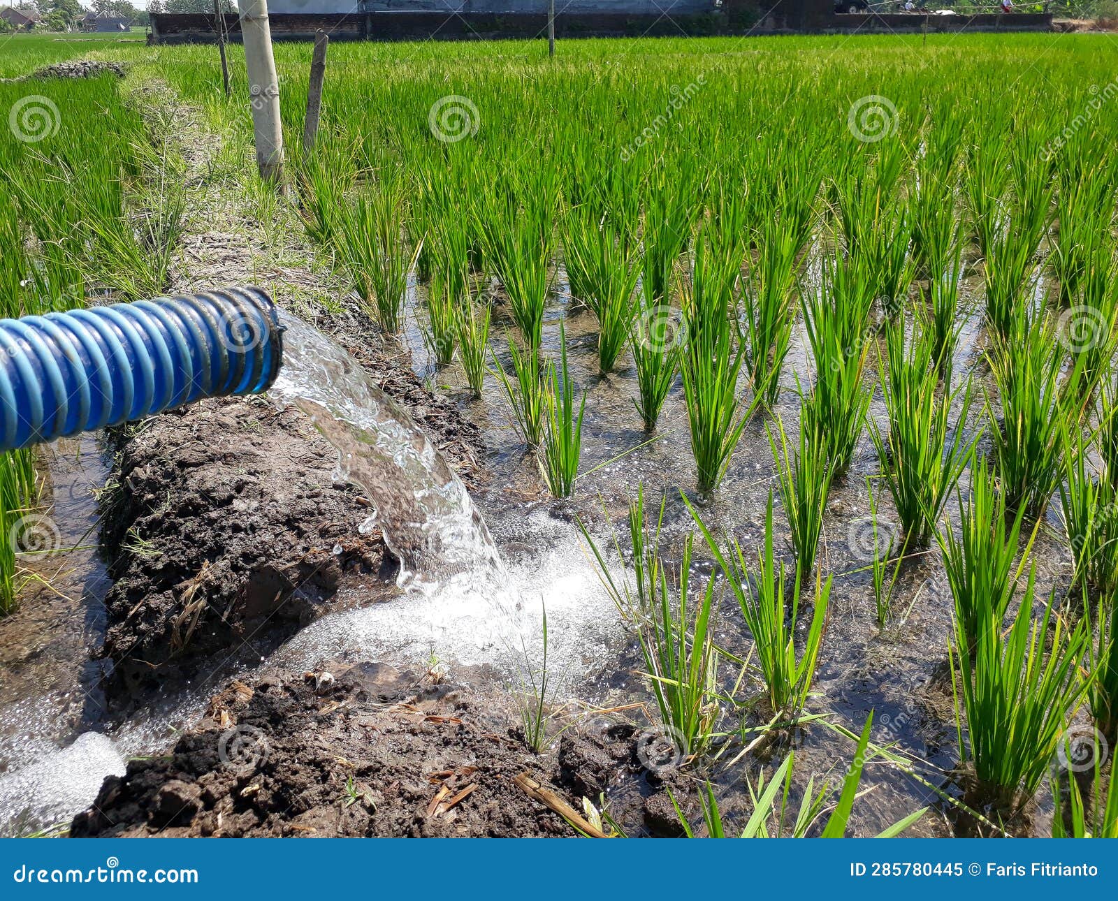 Irrigation of Rice Fields Using Pump Wells with the Technique of ...