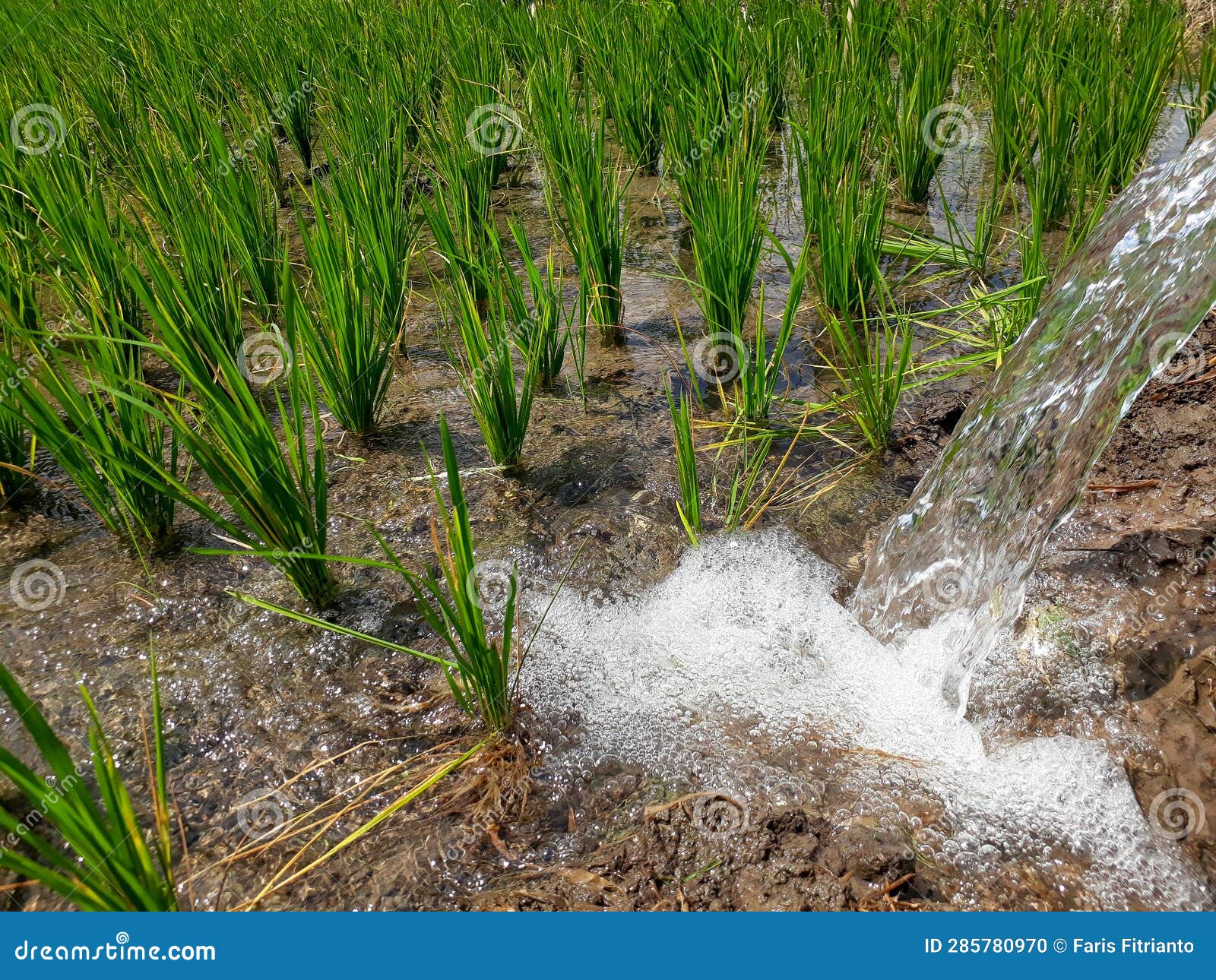 Irrigation of Rice Fields Using Pump Wells with the Technique of ...