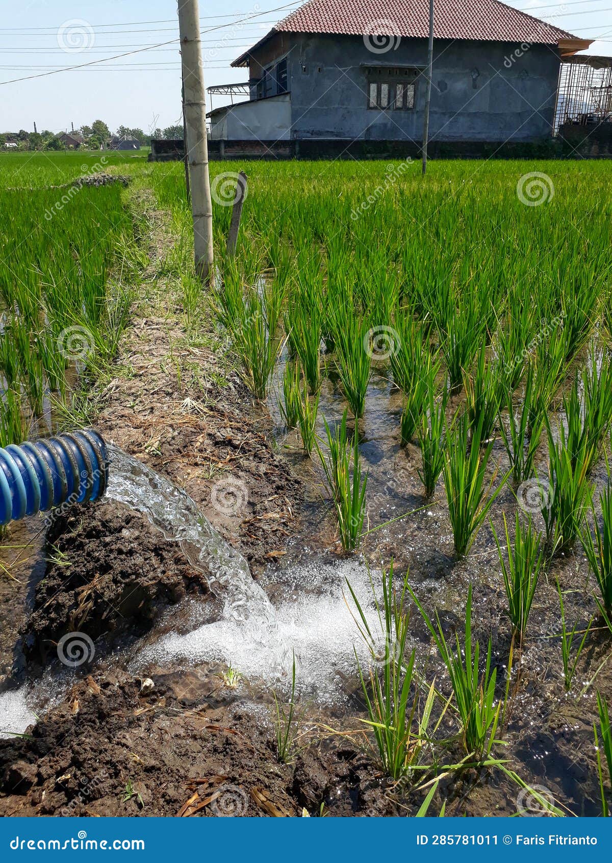 Irrigation of Rice Fields Using Pump Wells with the Technique of ...