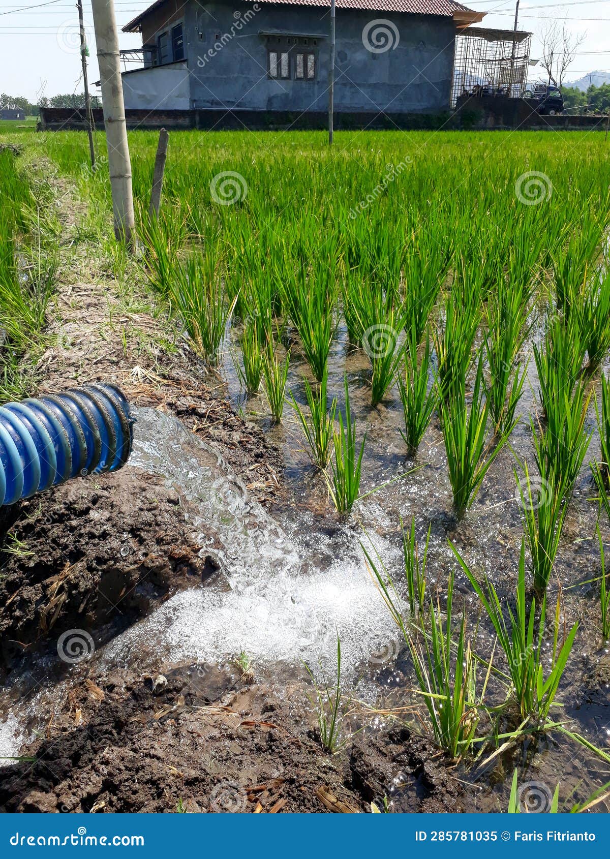 Irrigation of Rice Fields Using Pump Wells with the Technique of ...