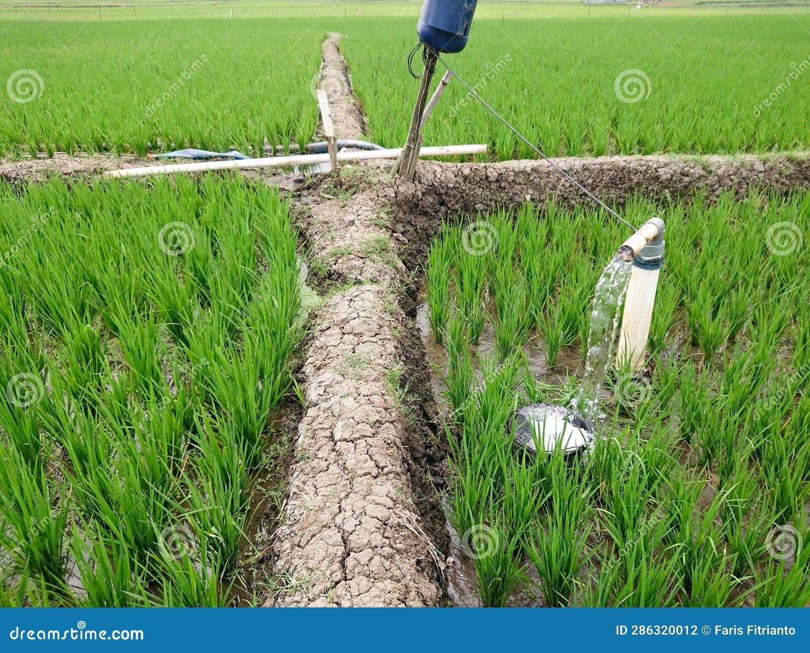 Irrigation of Rice Fields Using Pump Wells with the Technique of ...