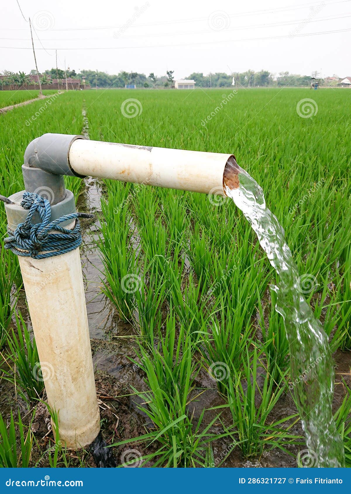 Irrigation of Rice Fields Using Pump Wells with the Technique of ...