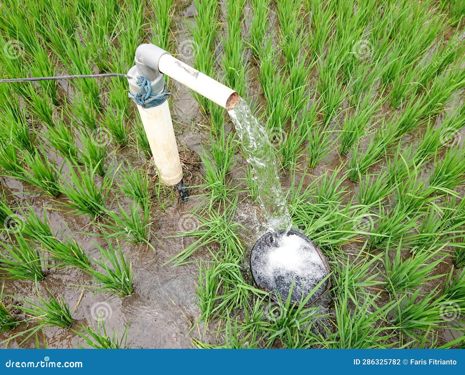 Irrigation of Rice Fields Using Pump Wells with the Technique of ...