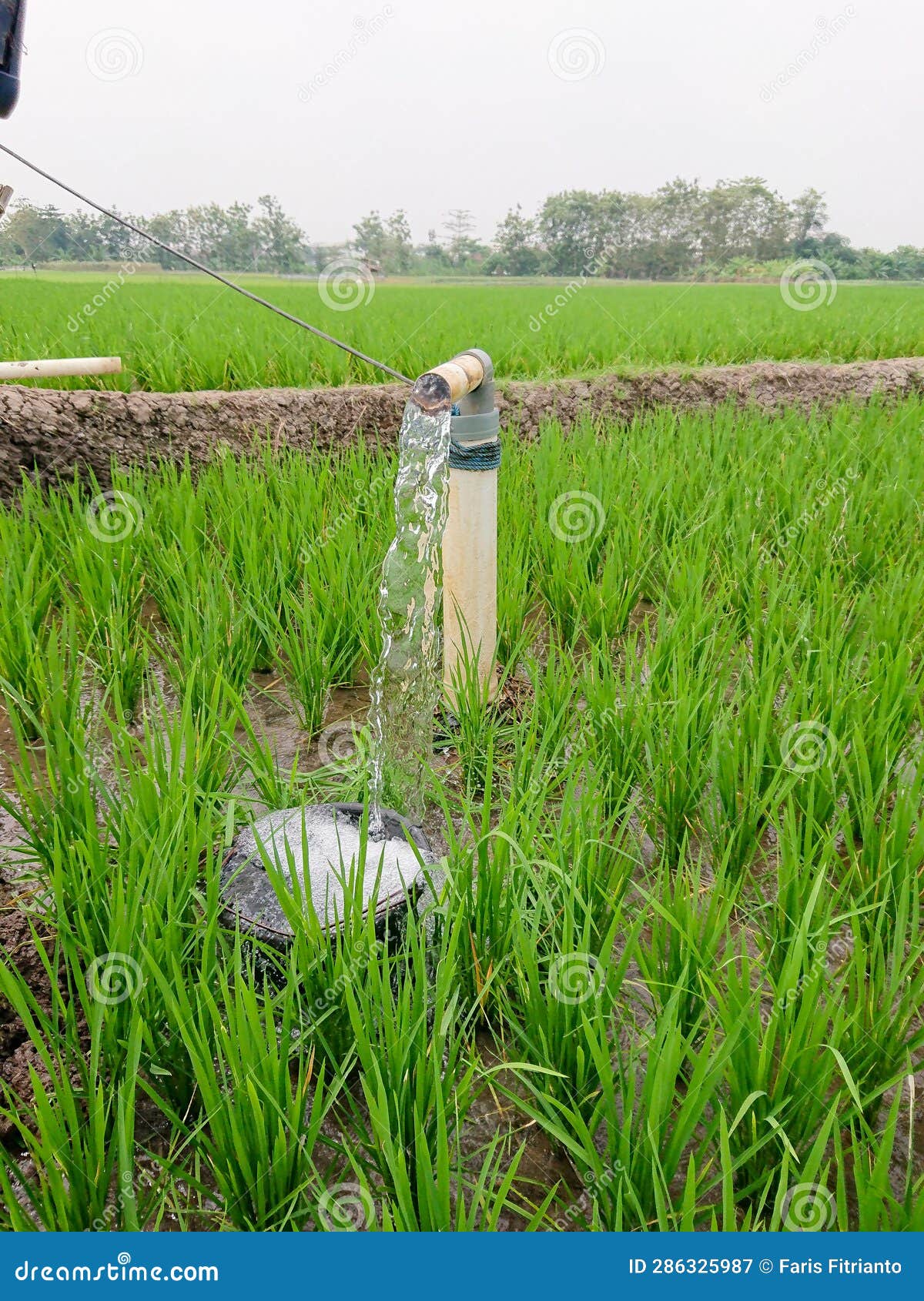 Irrigation of Rice Fields Using Pump Wells with the Technique of ...