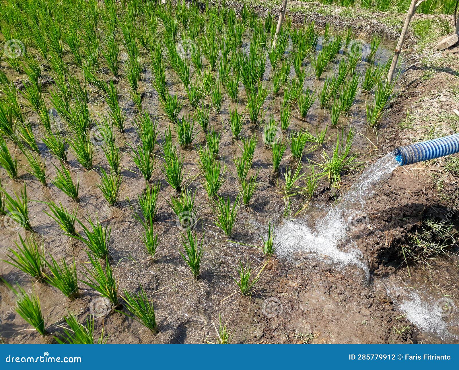 Irrigation of Rice Fields Using Pump Wells with the Technique of ...