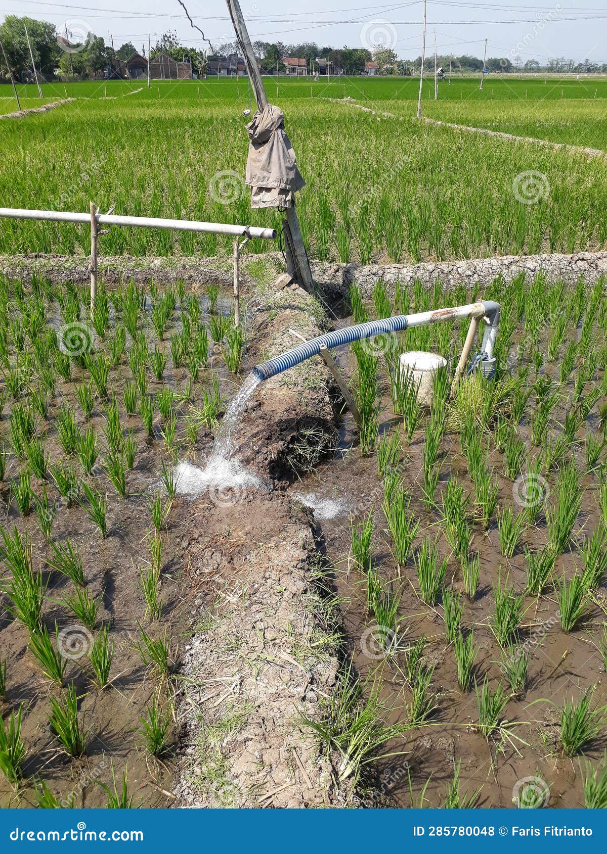 Irrigation of Rice Fields Using Pump Wells with the Technique of ...