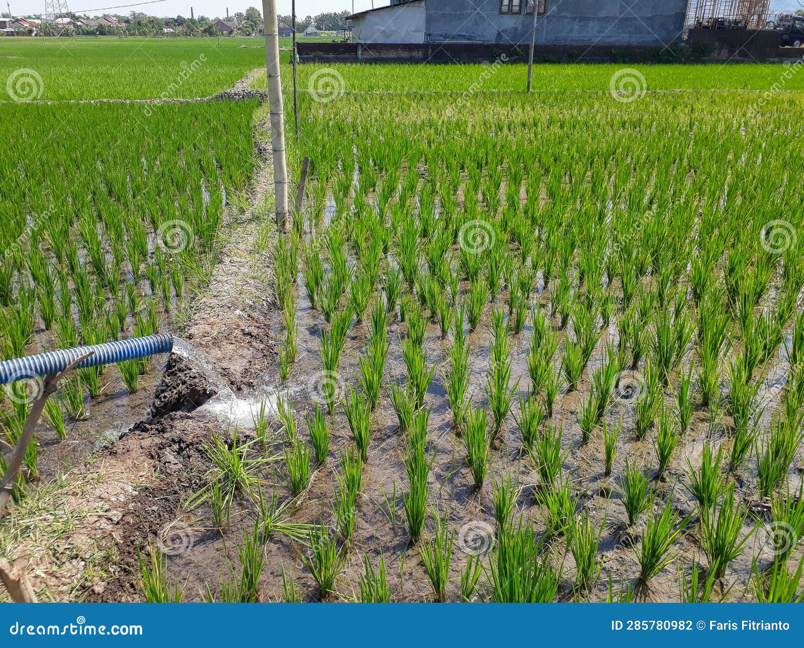 Irrigation of Rice Fields Using Pump Wells with the Technique of ...