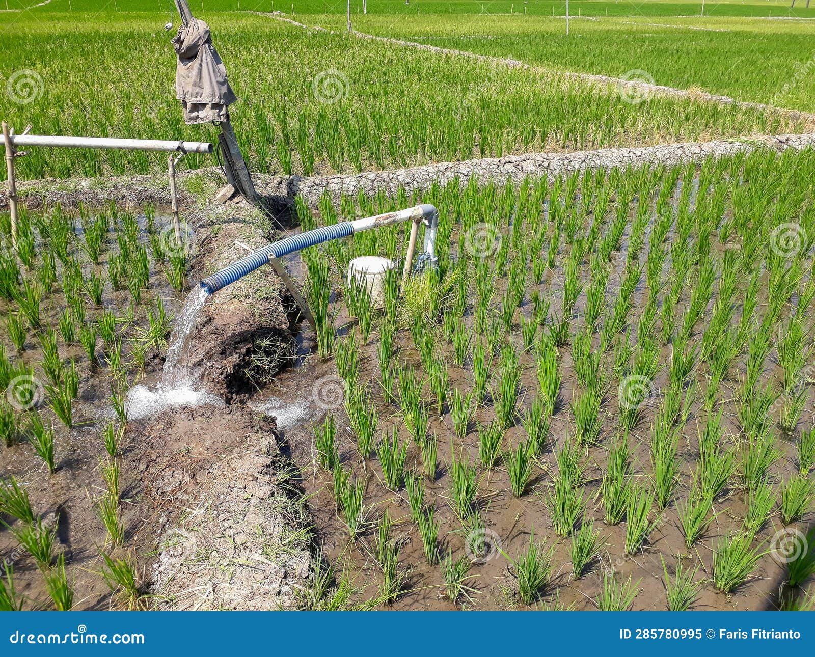 Irrigation of Rice Fields Using Pump Wells with the Technique of ...