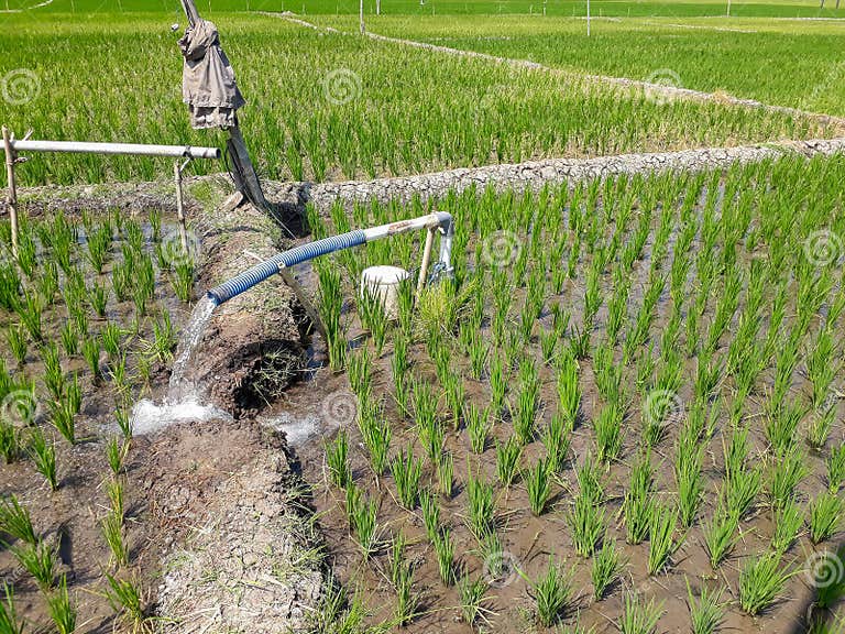 Irrigation of Rice Fields Using Pump Wells with the Technique of ...