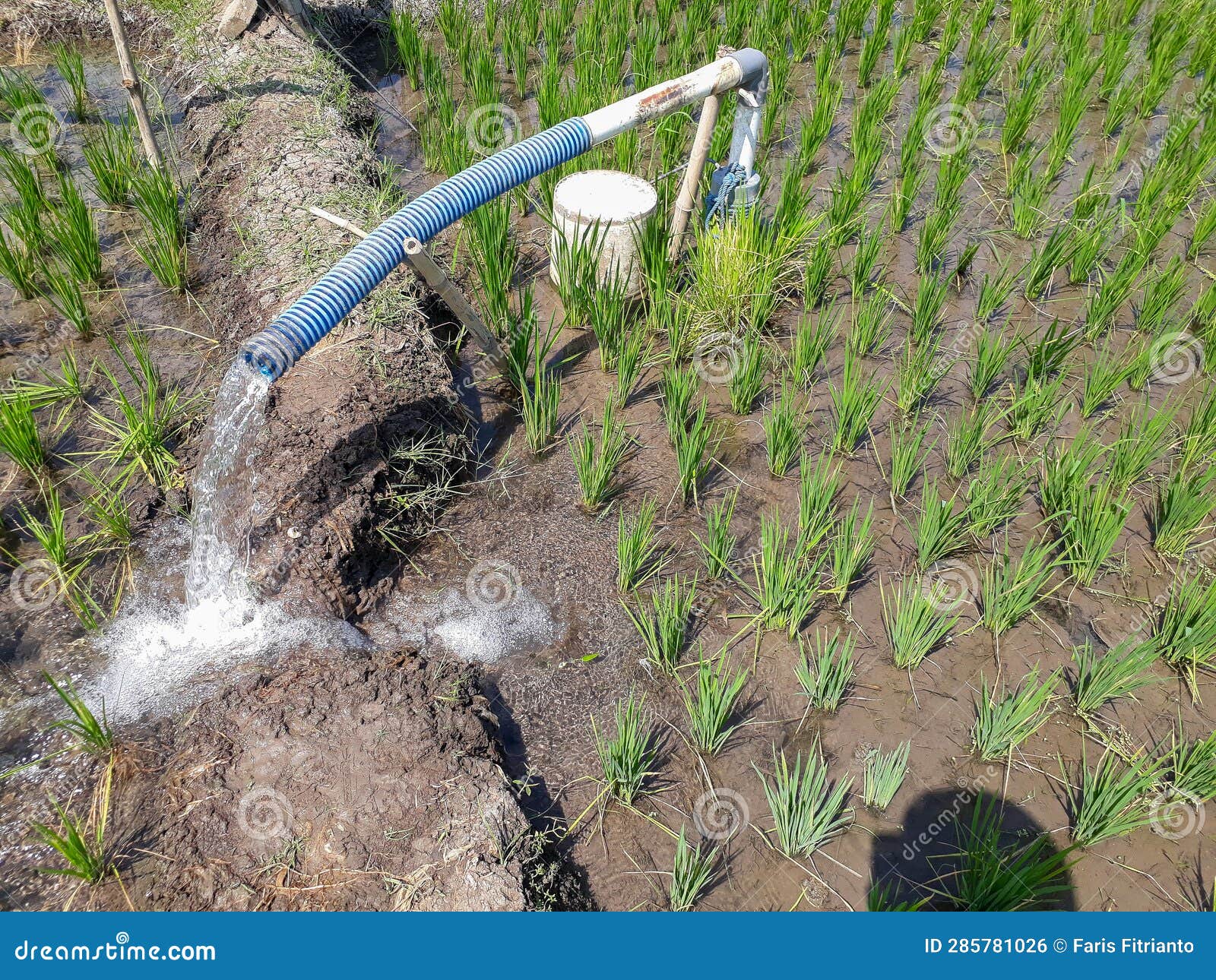 Irrigation of Rice Fields Using Pump Wells with the Technique of ...