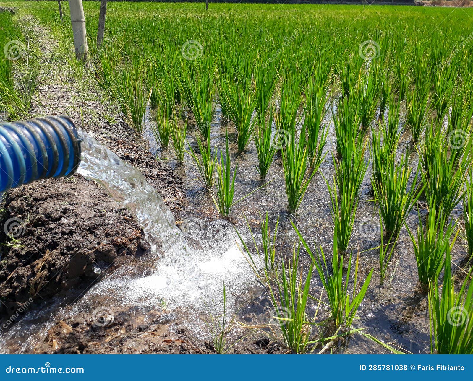 Irrigation of Rice Fields Using Pump Wells with the Technique of ...