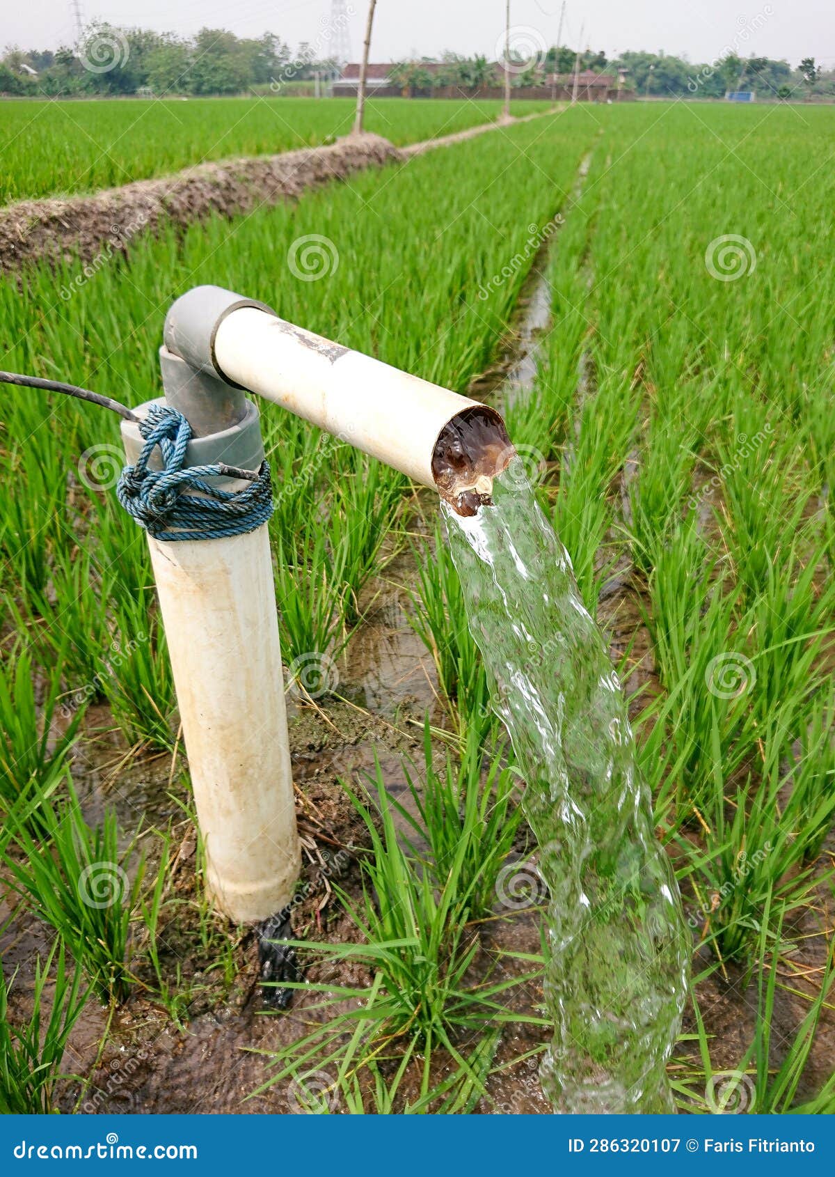 Irrigation of Rice Fields Using Pump Wells with the Technique of ...