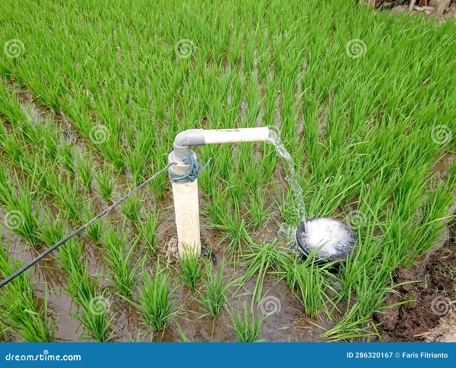 Irrigation of Rice Fields Using Pump Wells with the Technique of ...