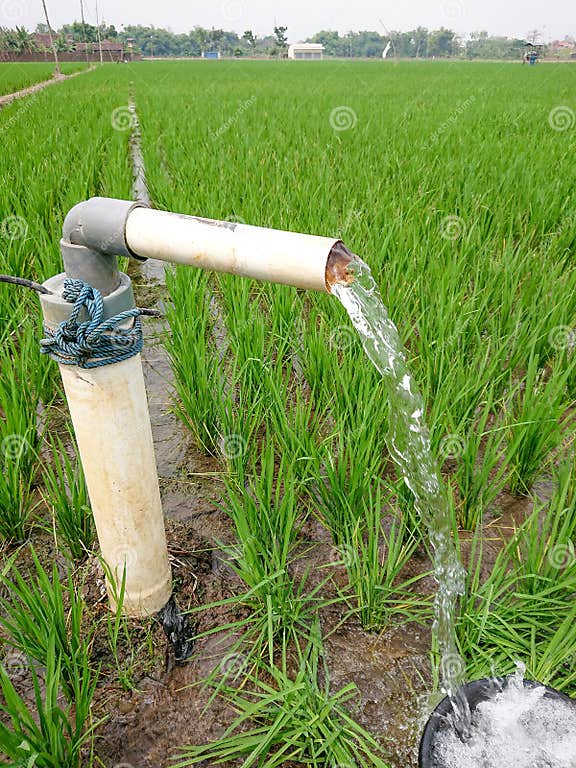 Irrigation of Rice Fields Using Pump Wells with the Technique of ...