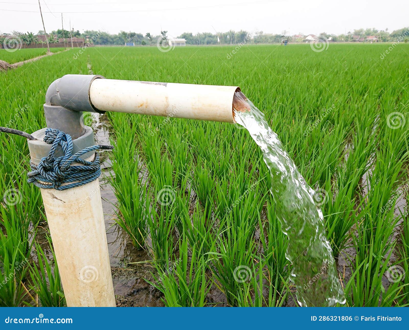 Irrigation of Rice Fields Using Pump Wells with the Technique of ...