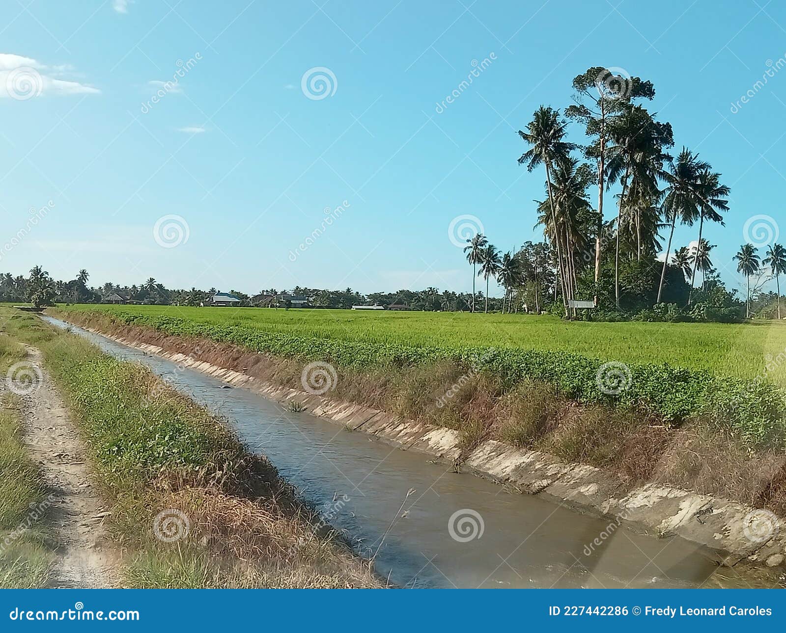 Irrigation for rice fields stock photo. Image of rice - 227442286