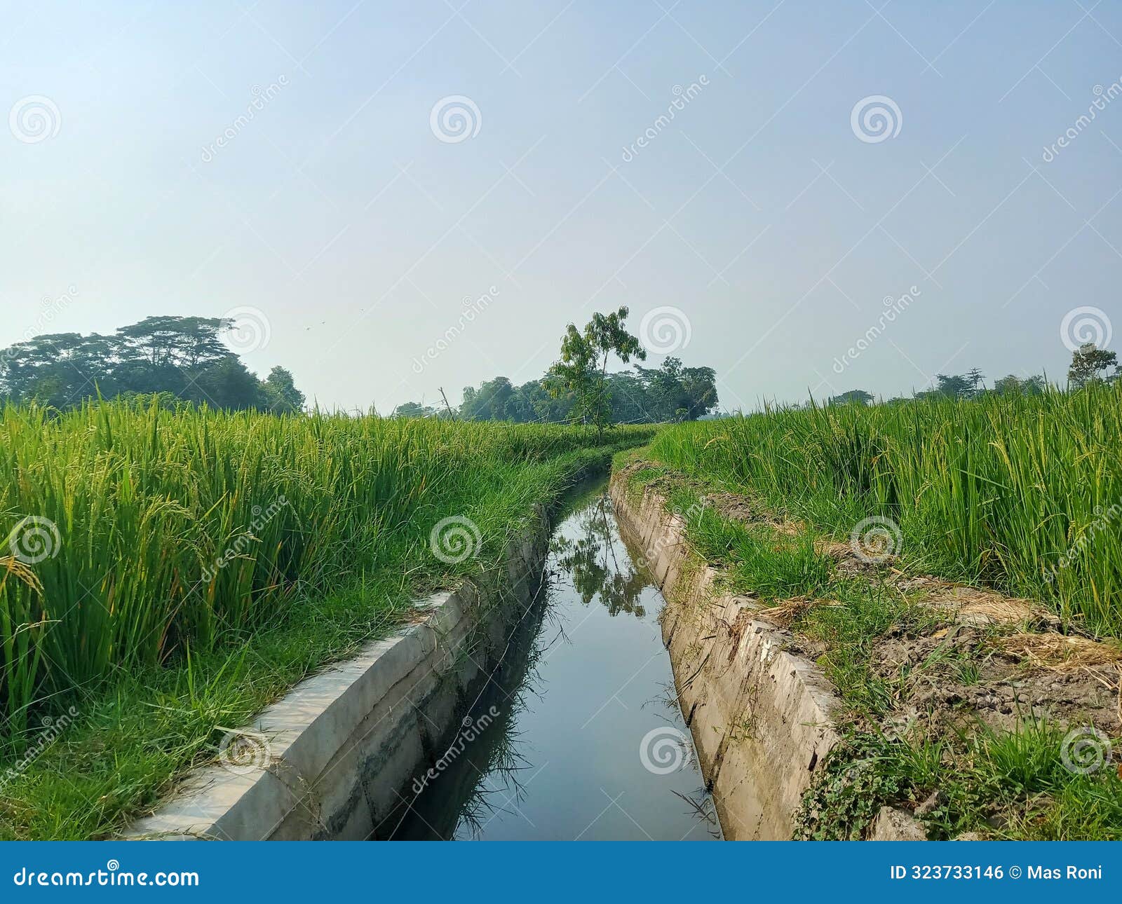 Irrigation River in Beautiful Rice Fields Stock Photo - Image of ...