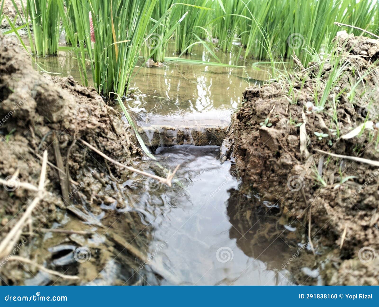 Irrigation the Simplest Rice Field Water Flow Stock Photo - Image of ...