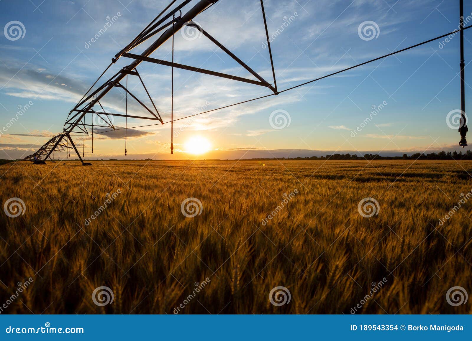 Irrigation System, Artificial Rain, Above a Field of Ripe Wheat at ...