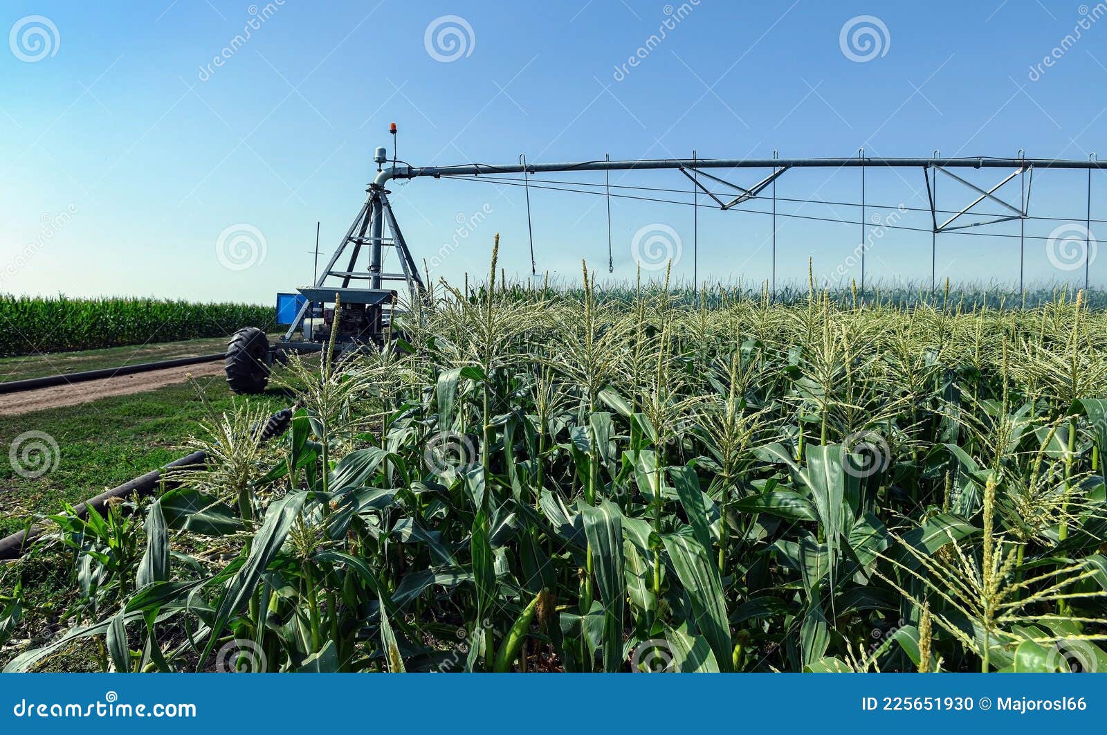 Irrigation System on the Corn Field Stock Photo - Image of cornfield ...