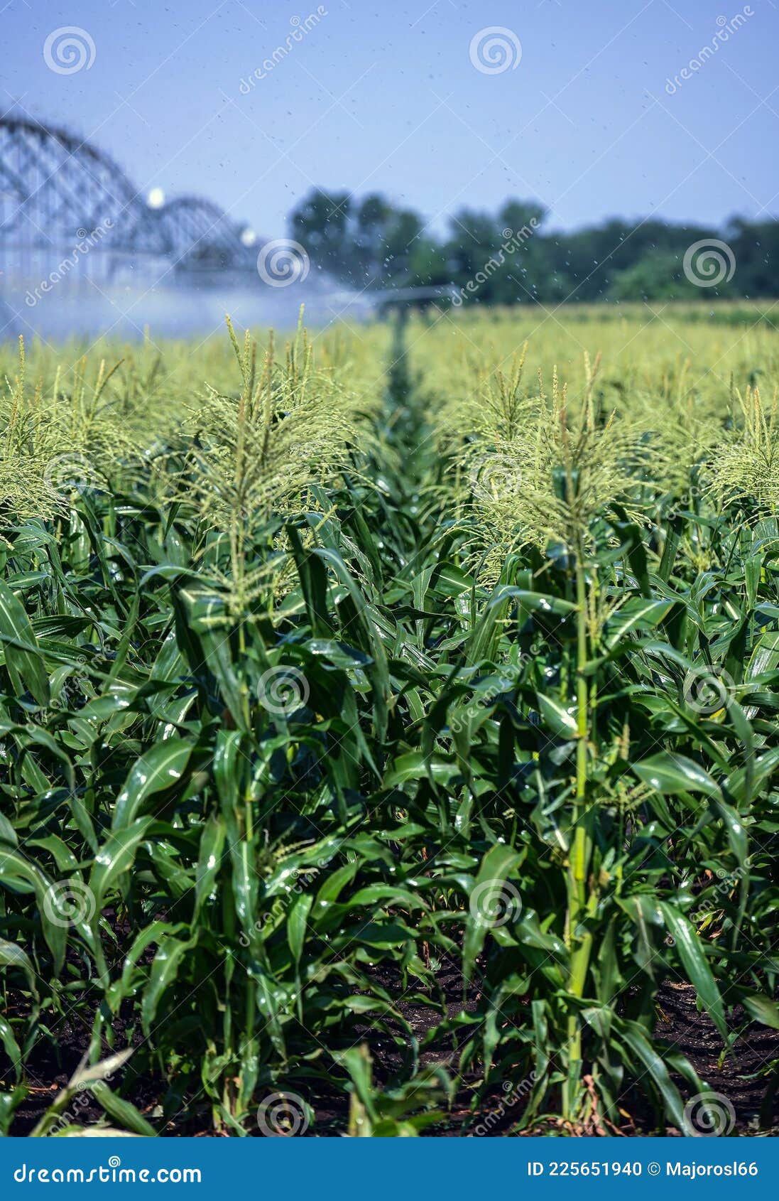 Irrigation System on the Corn Field Stock Photo - Image of corn ...