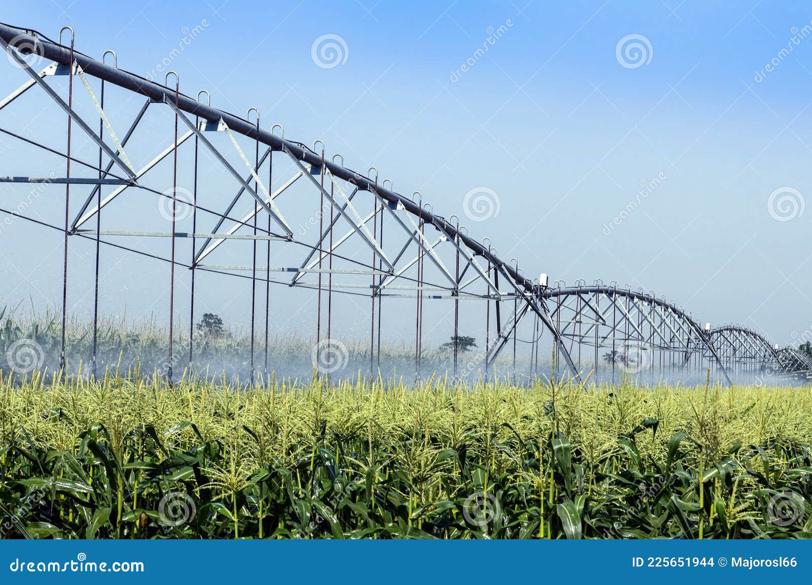 Irrigation System on the Corn Field Stock Photo - Image of cornfield ...