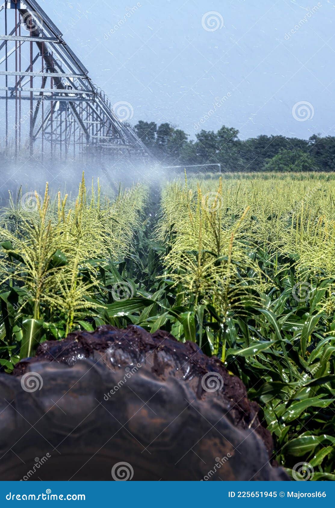 Irrigation System on the Corn Field Stock Image - Image of industry ...