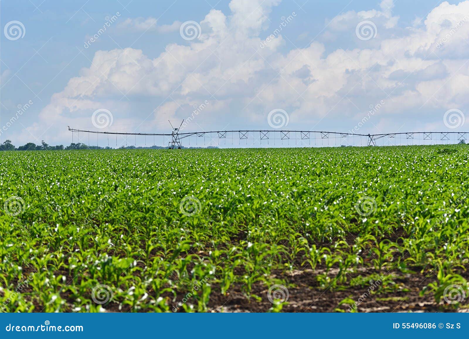 Irrigation System on a Corn Field Stock Photo - Image of beautiful ...