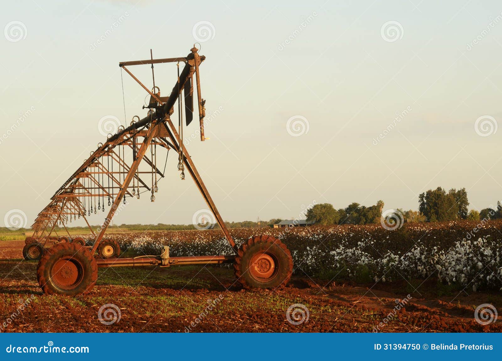 Irrigation System in a Cotton Field Stock Photo - Image of organic ...