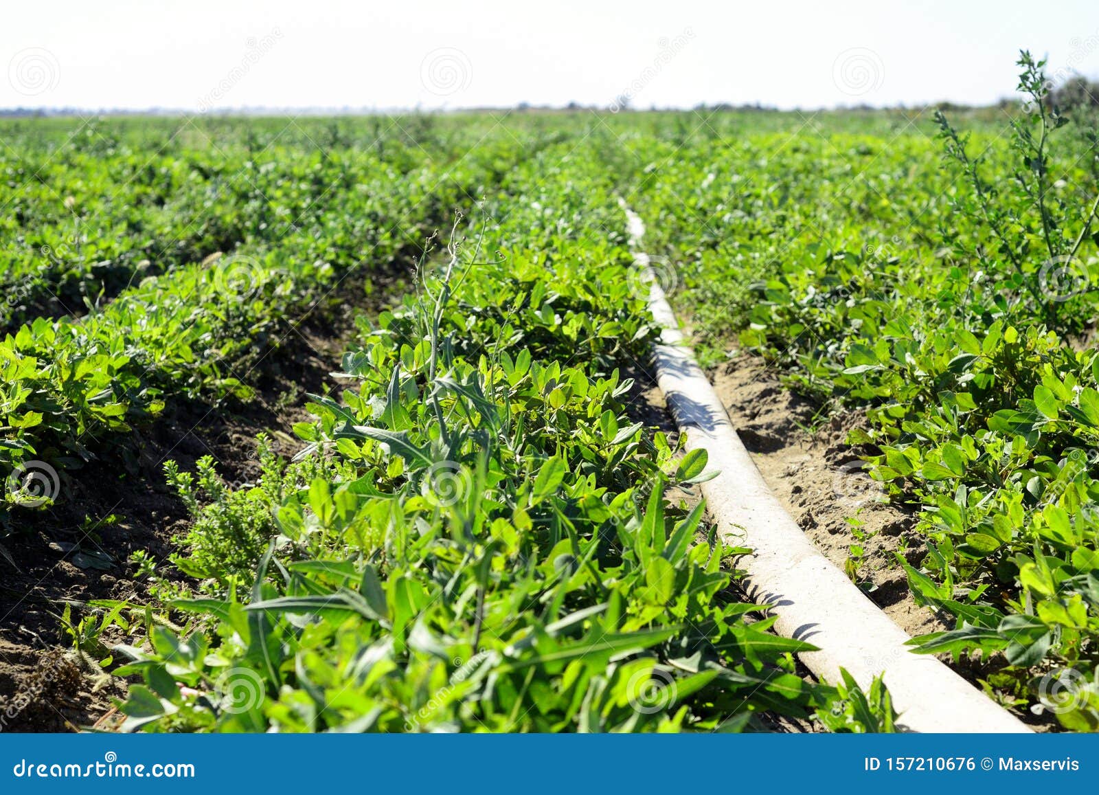 Irrigation System on the Field of Flowering Peanuts Stock Photo - Image ...