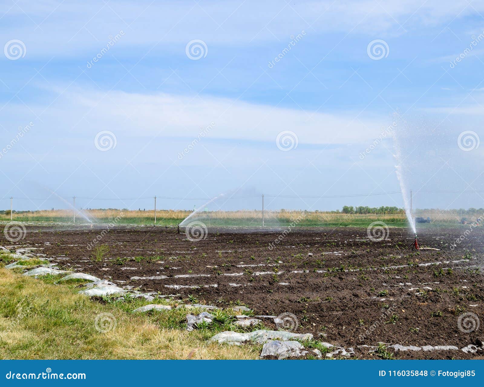 Irrigation System in Field of Melons. Watering the Fields Stock Photo ...