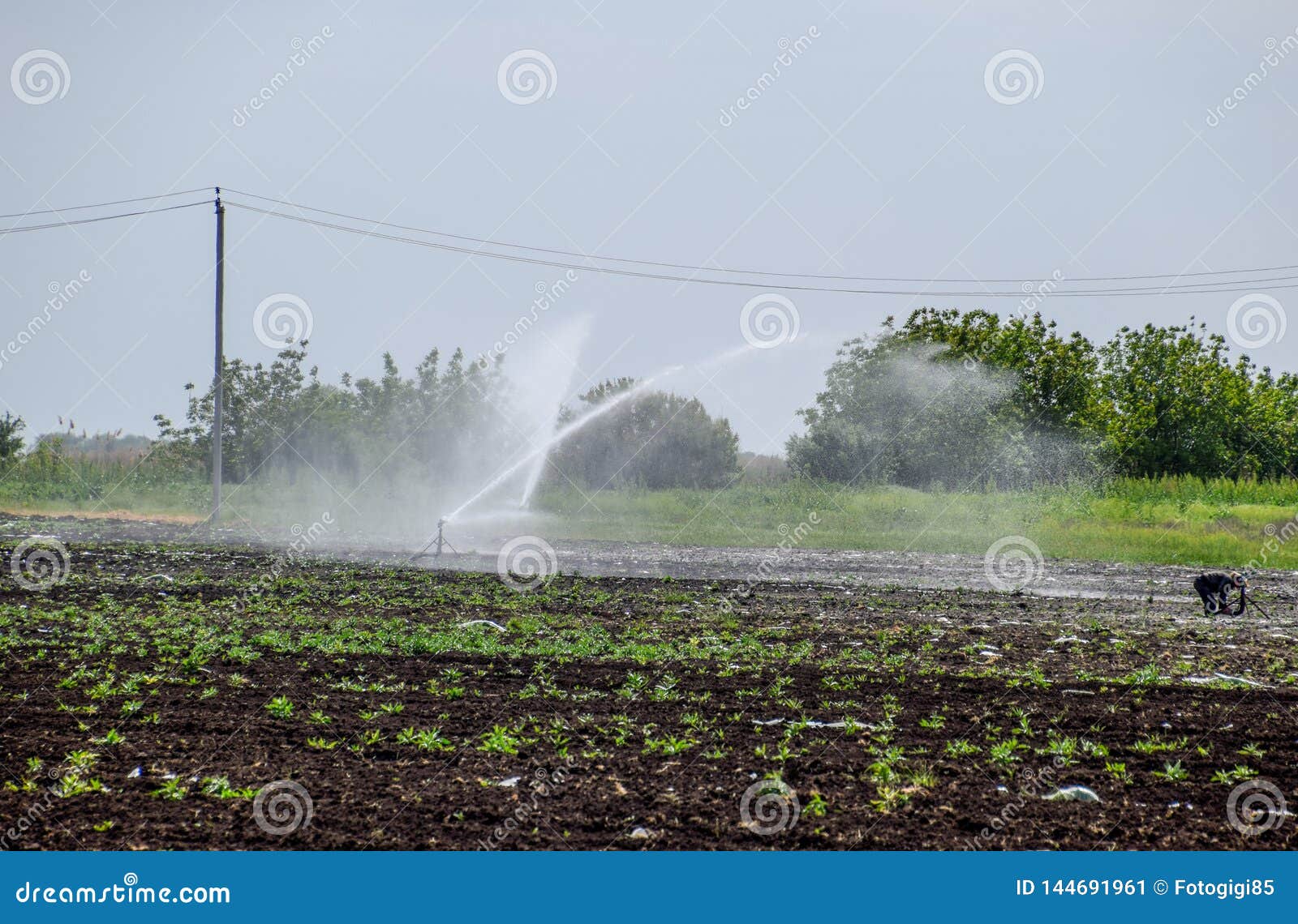 Irrigation System in Field of Melons. Watering the Fields Stock Image ...